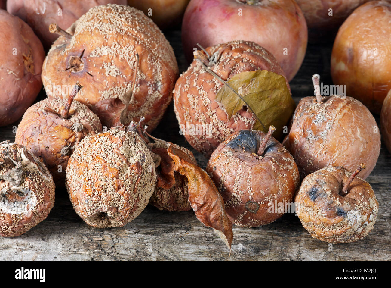 Rotten apples. Scientific name: Malus domestica Stock Photo - Alamy