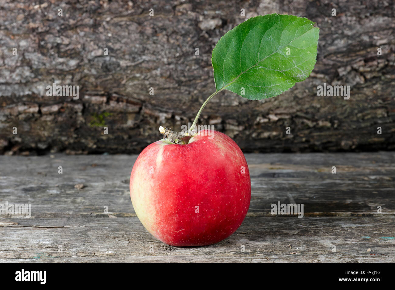 Organically grown apple. Scientific name: Malus domestica Stock Photo ...