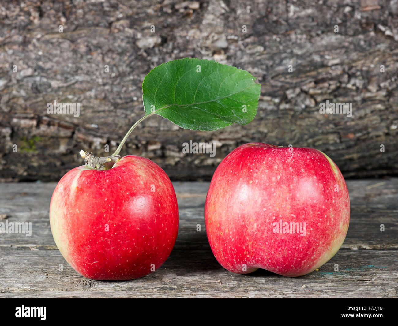 Organically grown apples. Scientific name: Malus domestica Stock Photo ...