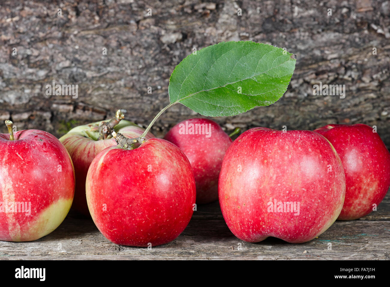 Organically grown apples. Scientific name: Malus domestica Stock Photo ...