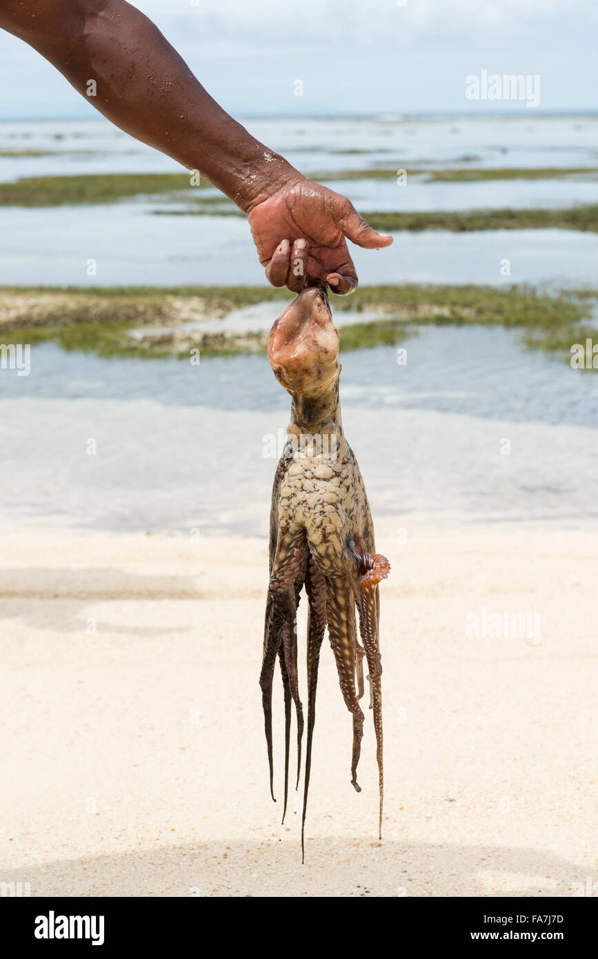 Catch of cuttlefish Stock Photo - Alamy
