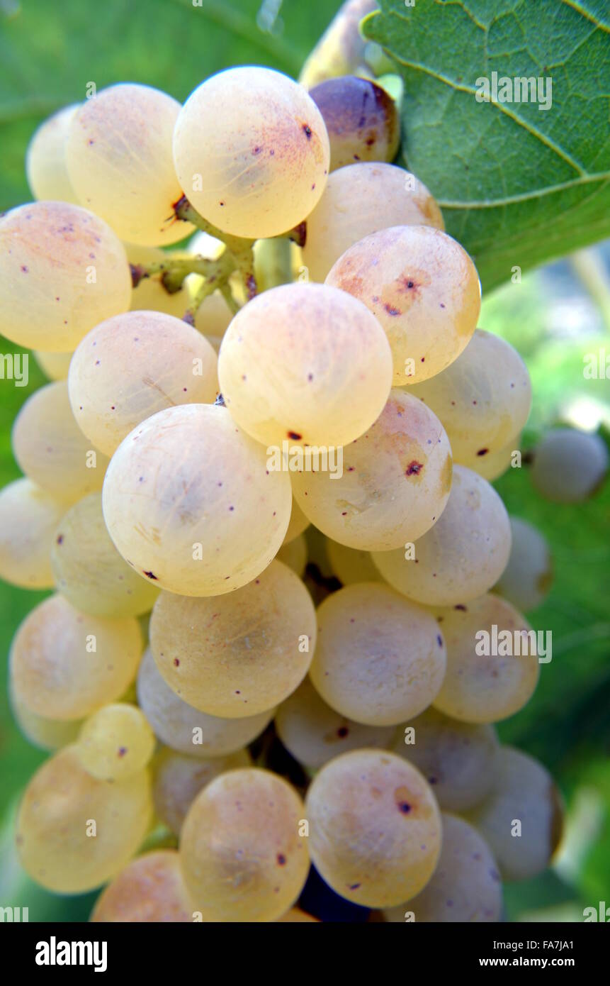 White grapes vineyard hi-res stock photography and images - Alamy