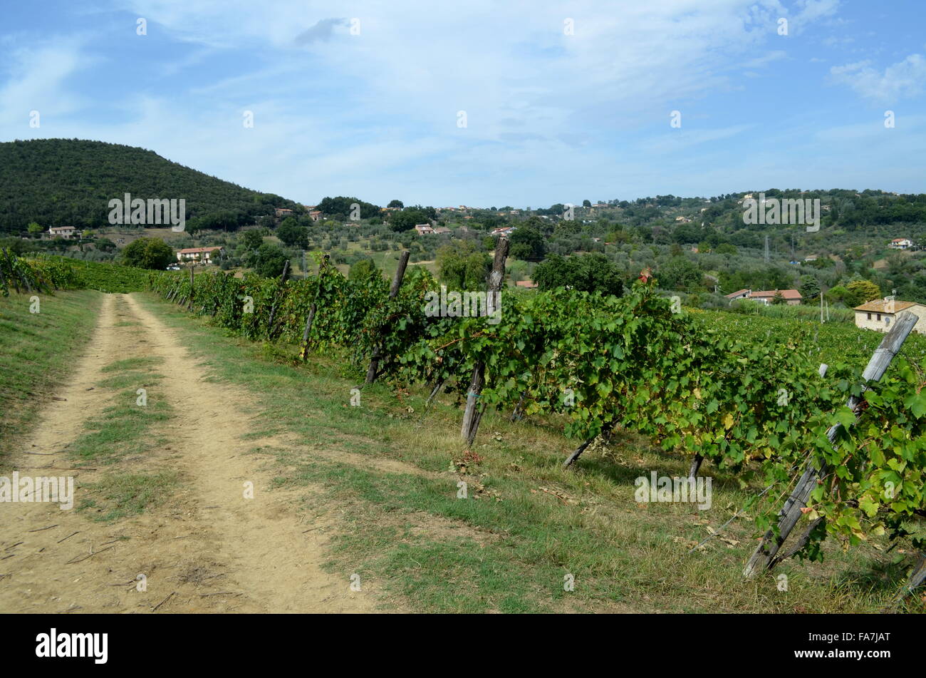 Panoramic vineyard hi-res stock photography and images - Alamy