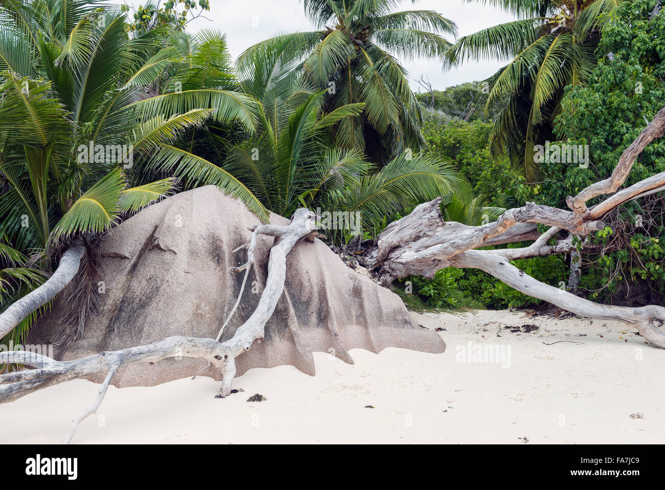 Rock palm hi-res stock photography and images - Alamy