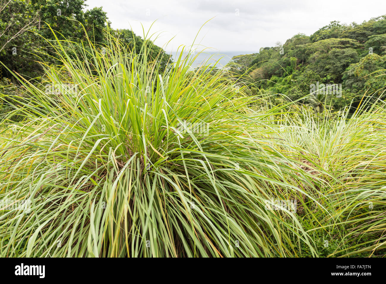 Lemongrass plant hi-res stock photography and images - Alamy