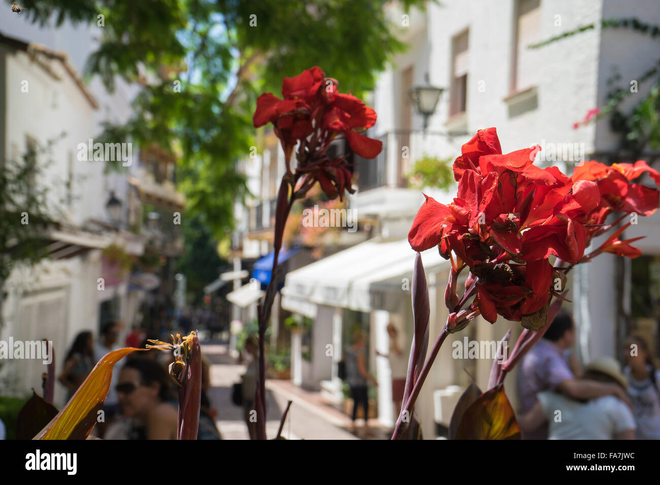 potted plants and flowers on the streets of Marbella, Malaga Spain ...