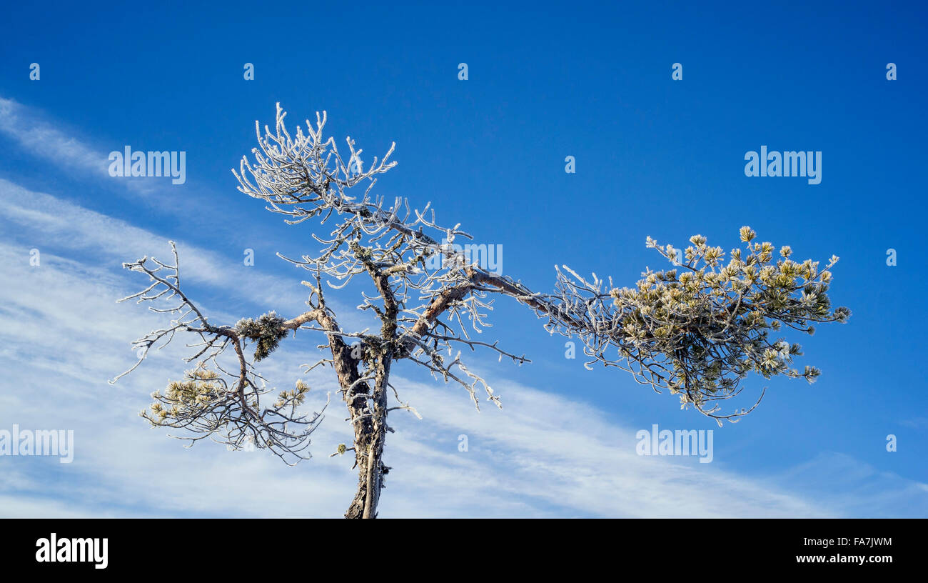 Tree frost rime hi-res stock photography and images - Alamy