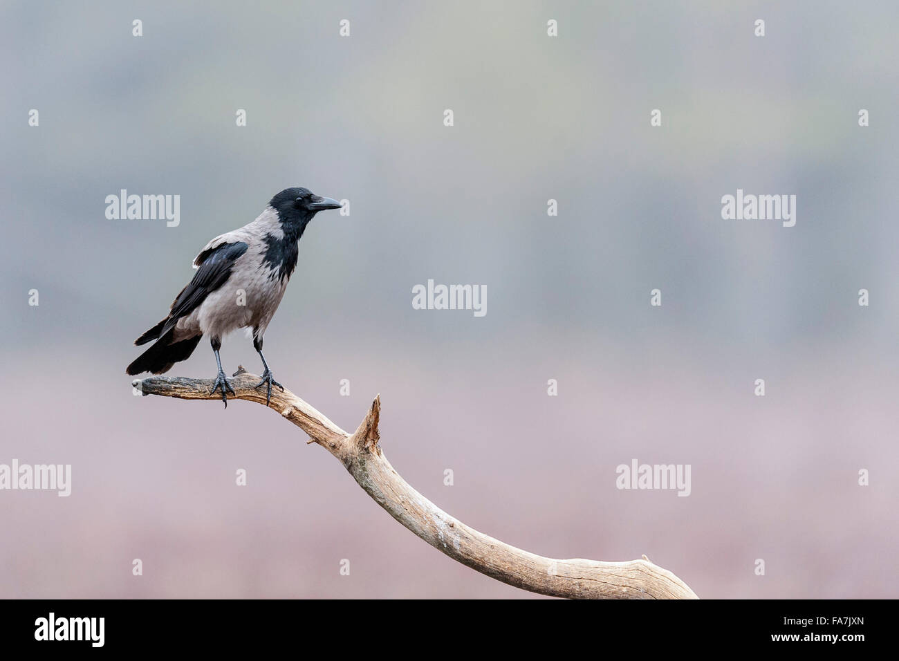 Craw hi-res stock photography and images - Alamy