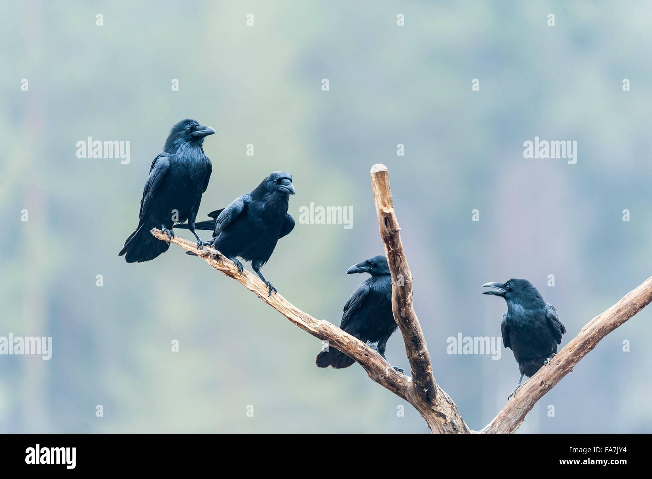 Raven bird hi-res stock photography and images - Alamy