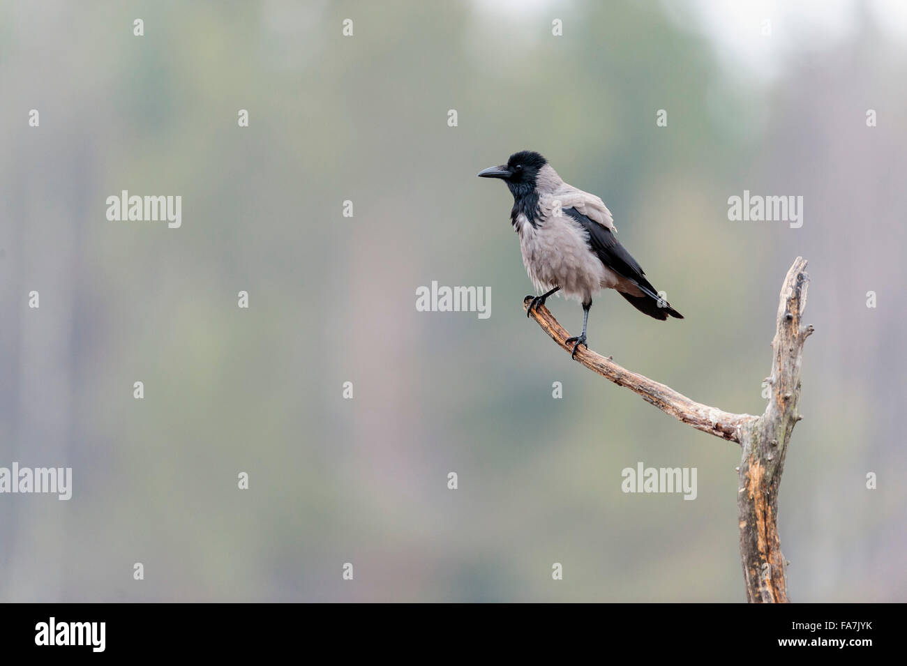 Craw hi-res stock photography and images - Alamy