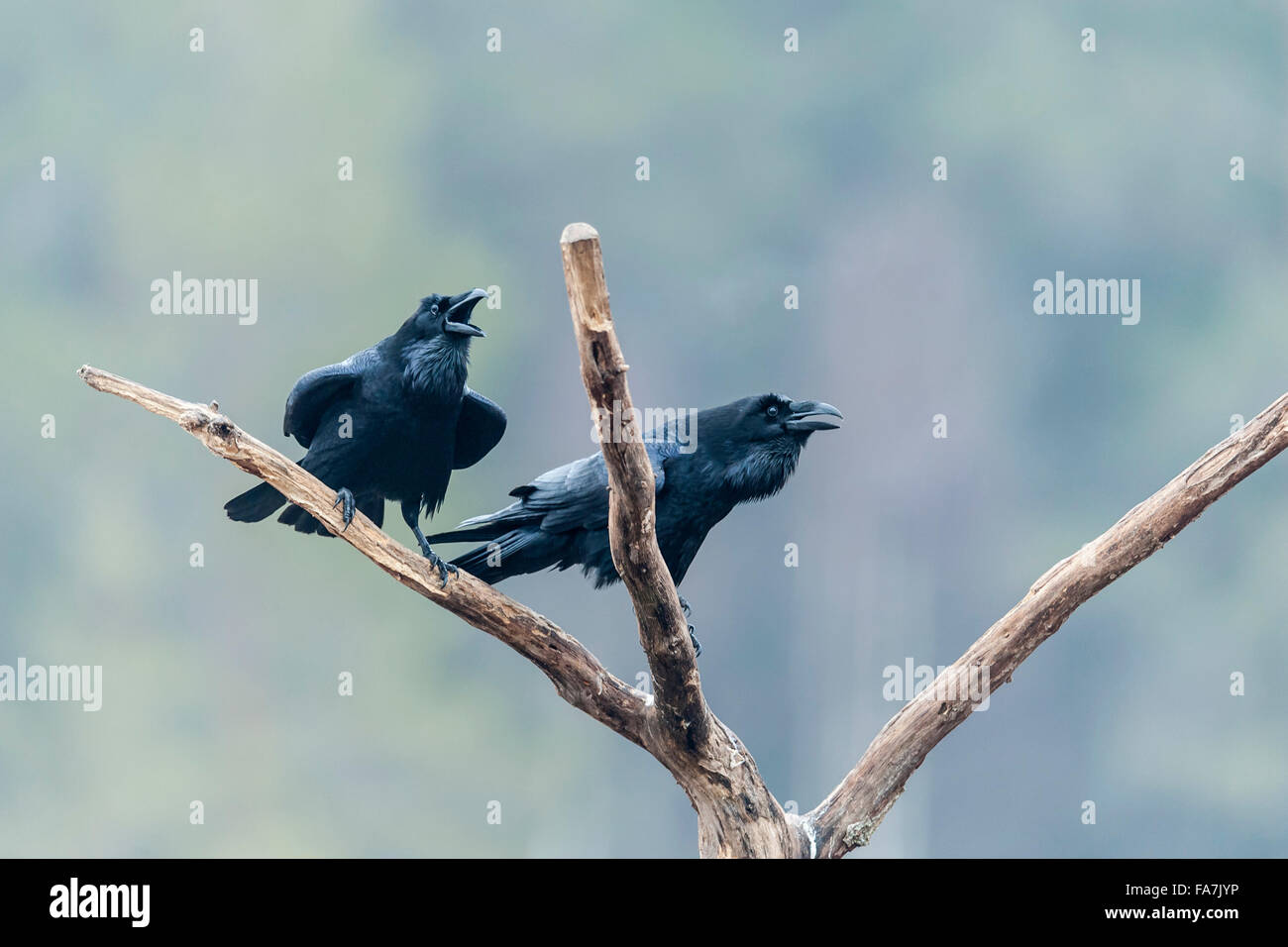 Raven bird hi-res stock photography and images - Alamy