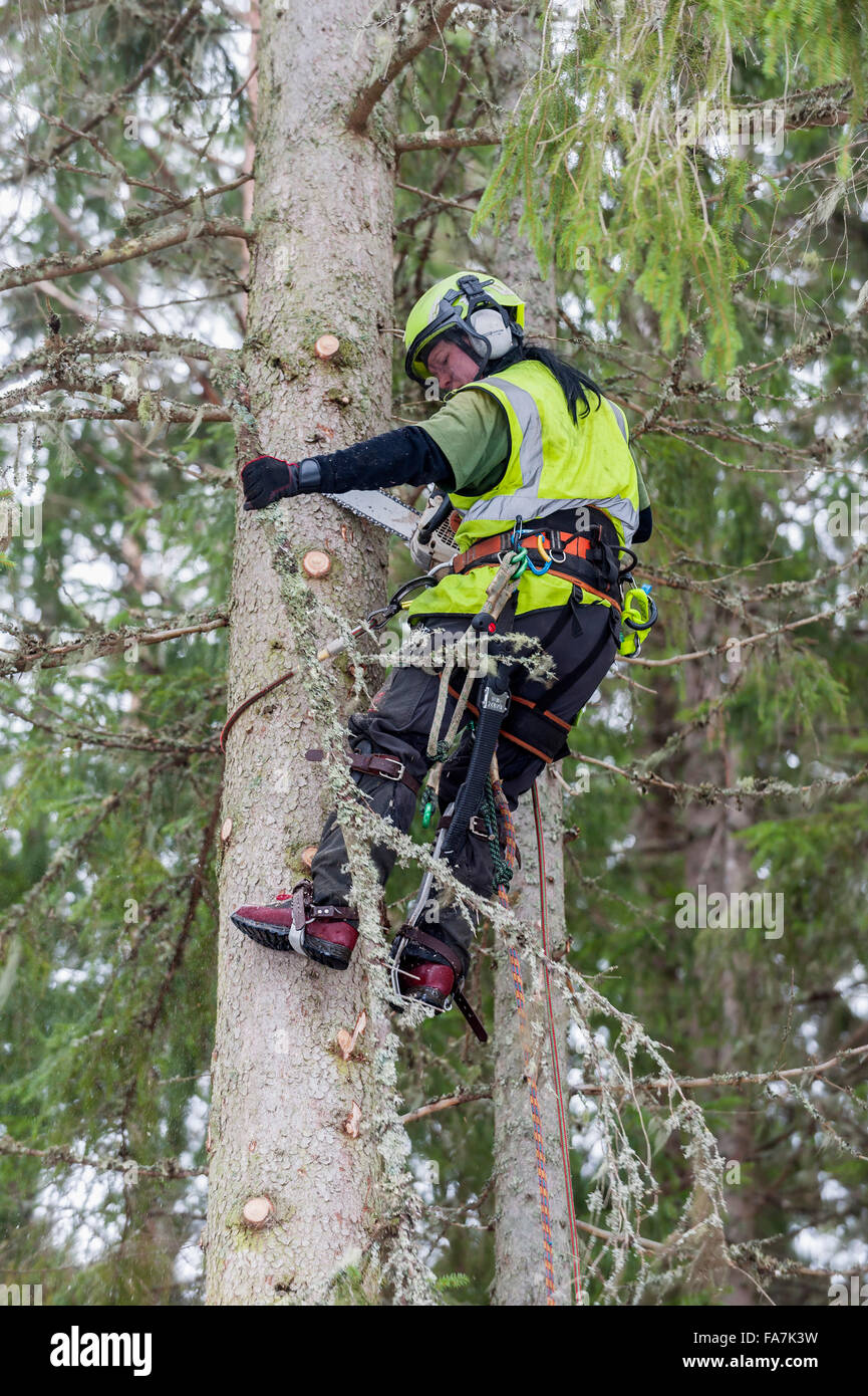 Arboriculturist hi-res stock photography and images - Alamy