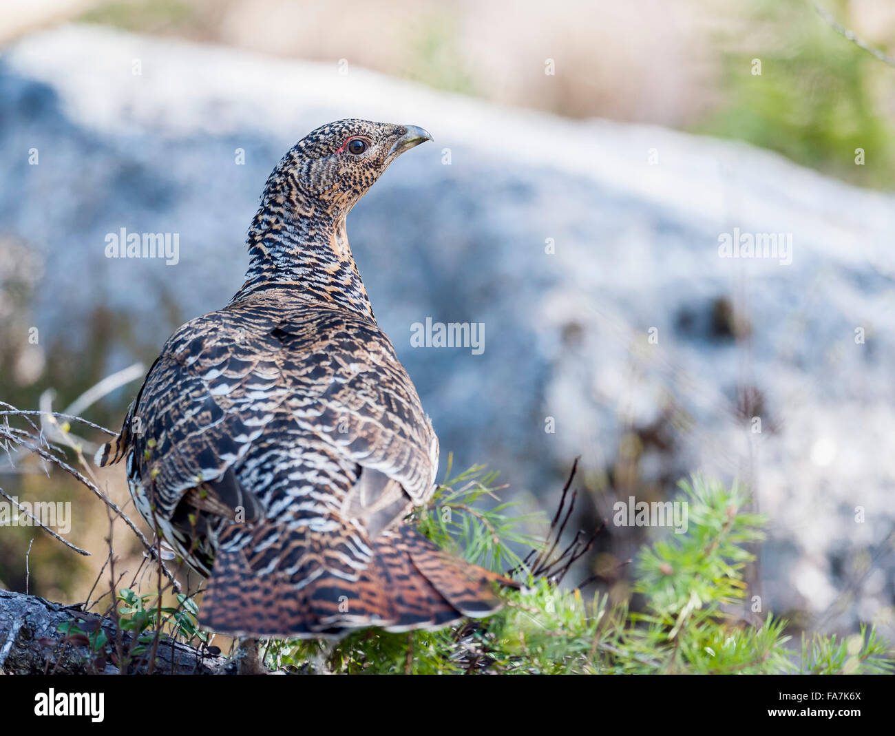 Capercaillie bird hi-res stock photography and images - Alamy