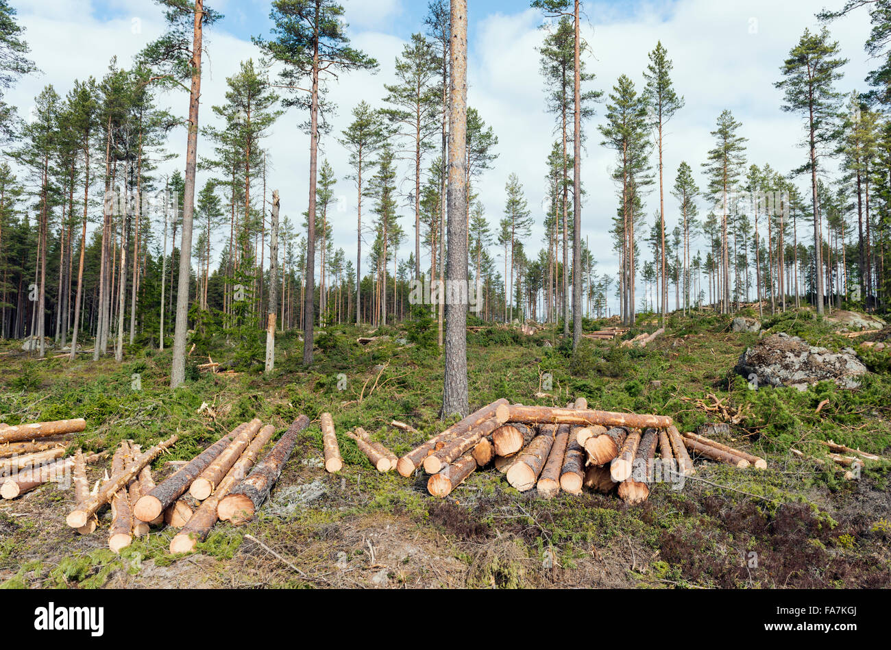 Tree lumbering hi-res stock photography and images - Alamy