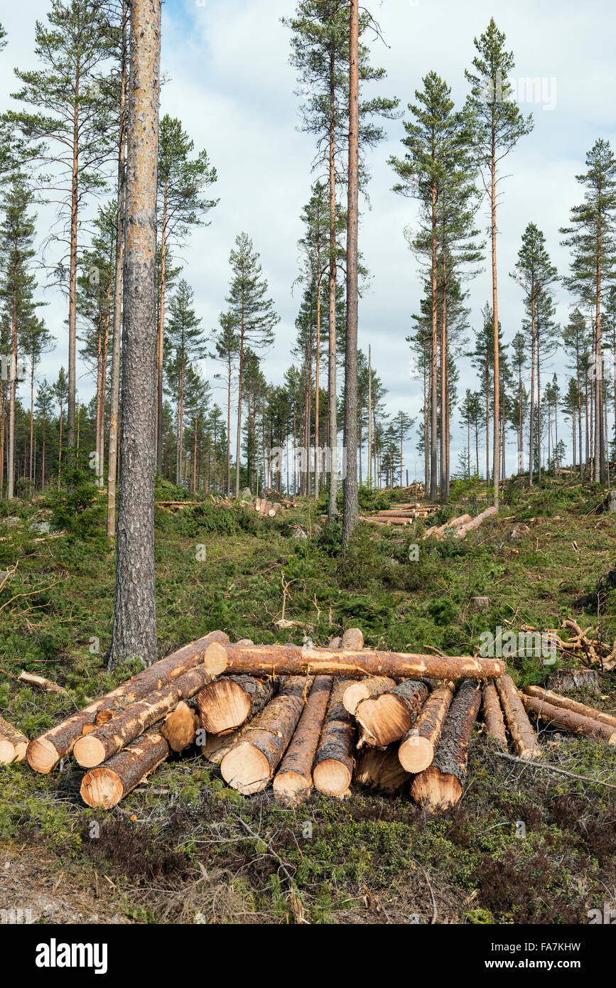 Timber Stock Photo - Alamy