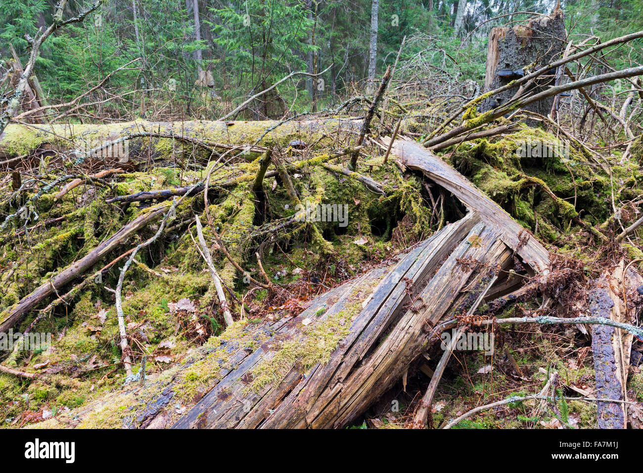 Cwd forest hi-res stock photography and images - Alamy