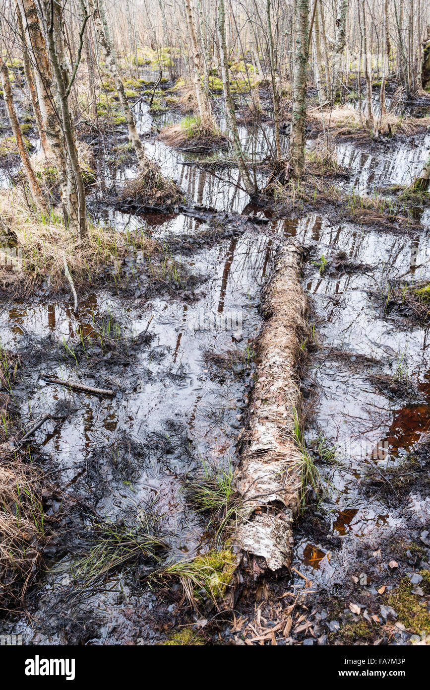 Spring wetland forest trees hi-res stock photography and images - Alamy