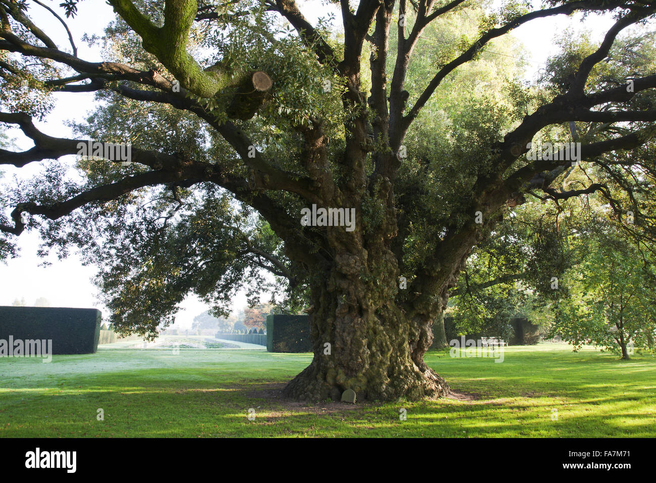 Holm oak trees uk hi-res stock photography and images - Alamy