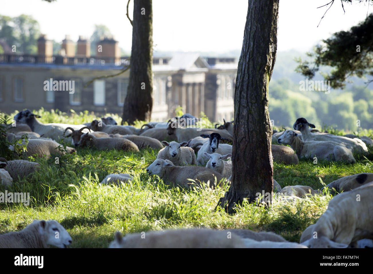 Sheep in the fields outside Calke Abbey, Derbyshire. Calke Abbey tells ...