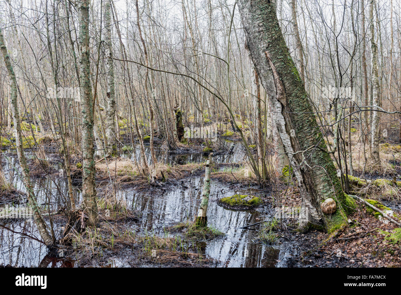 Wetlands tree hi-res stock photography and images - Alamy