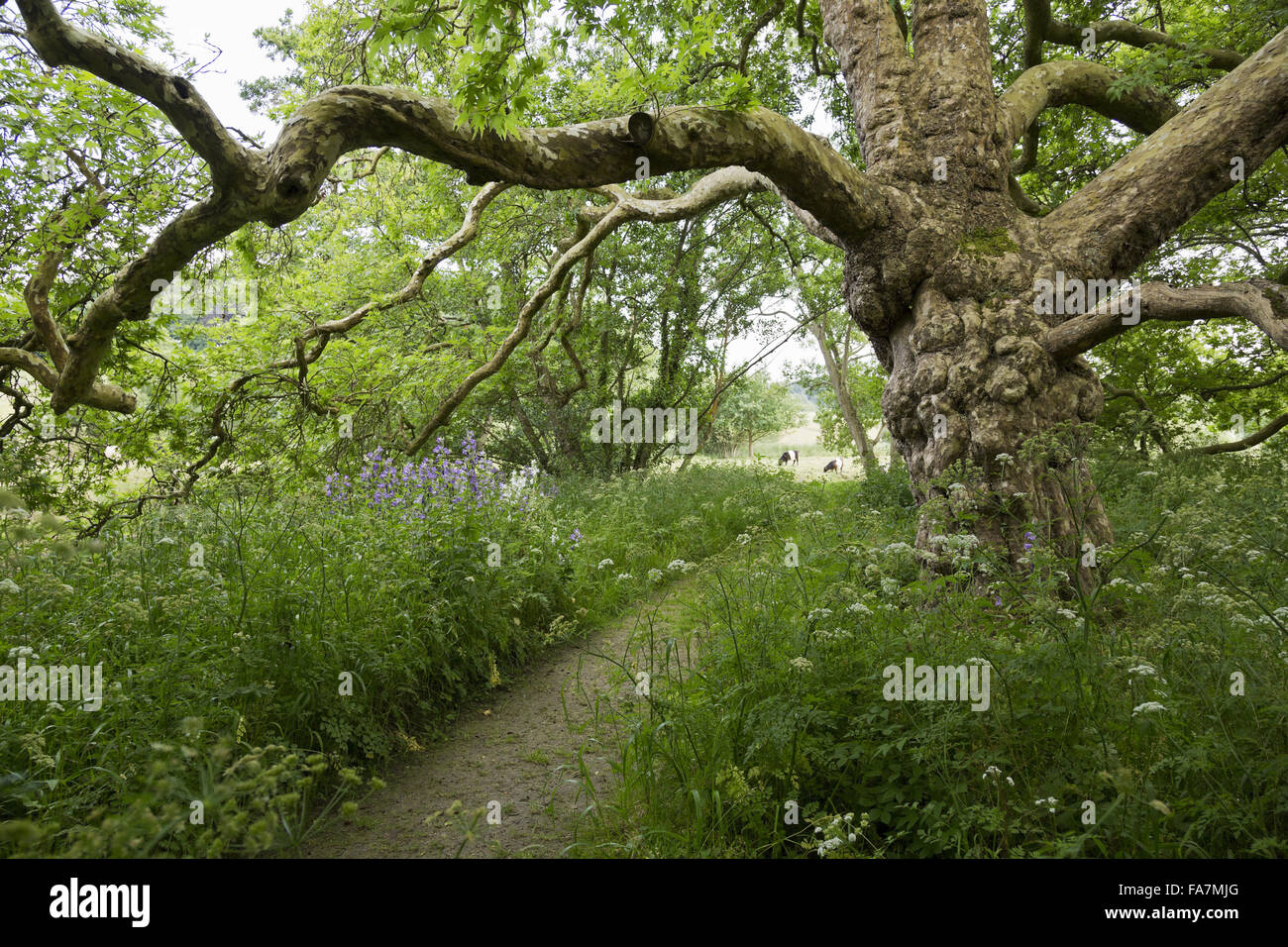 The riverside walk at Woolbeding Gardens, West Sussex. Woolbeding is a ...