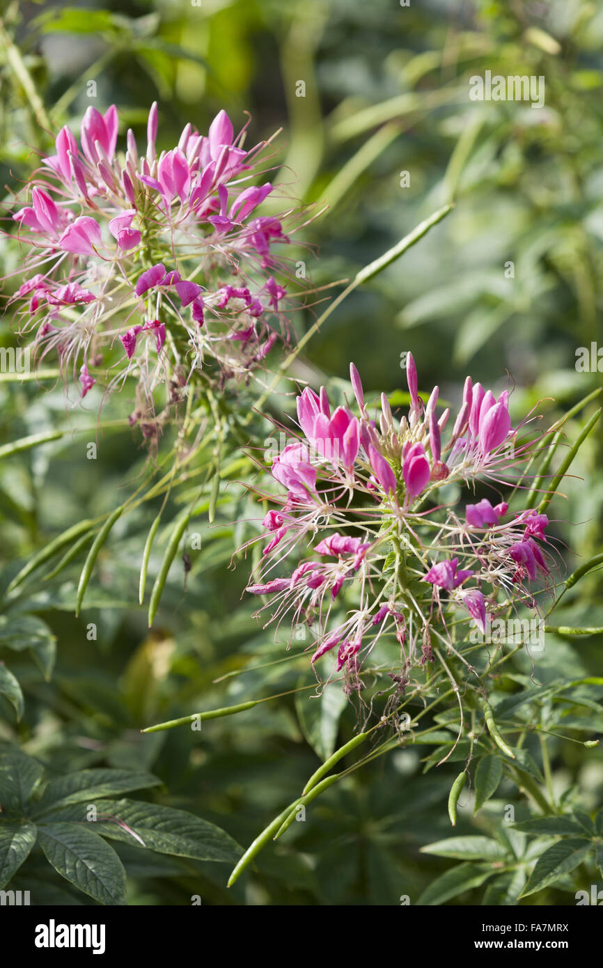 Close-up of pink Spider flowers (Cleome hassleriana) blooming in the ...