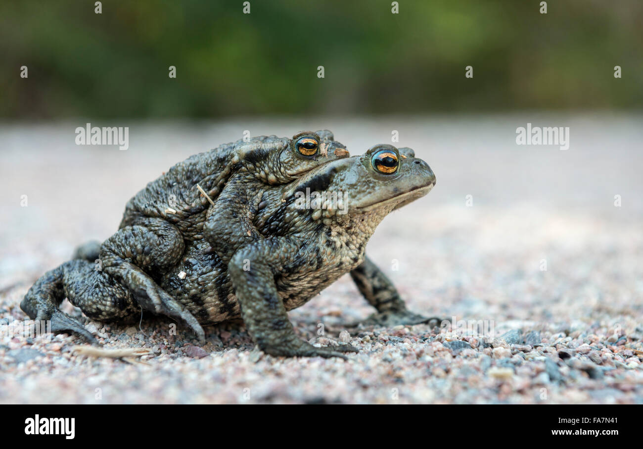 Mating Frogs High Resolution Stock Photography and Images - Alamy