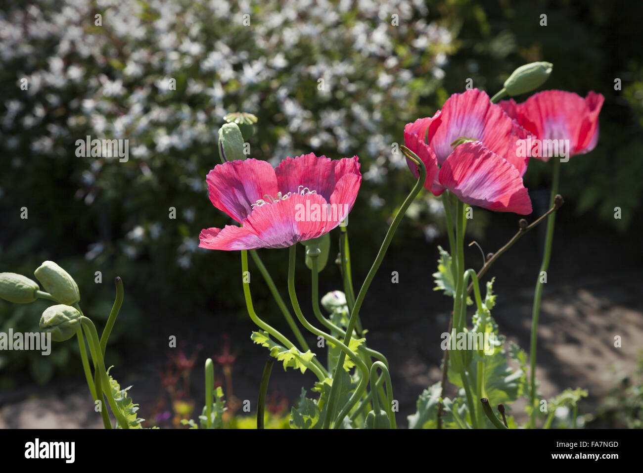 Poppies growing in July at Sissinghurst Castle, Kent. Sissinghurst ...