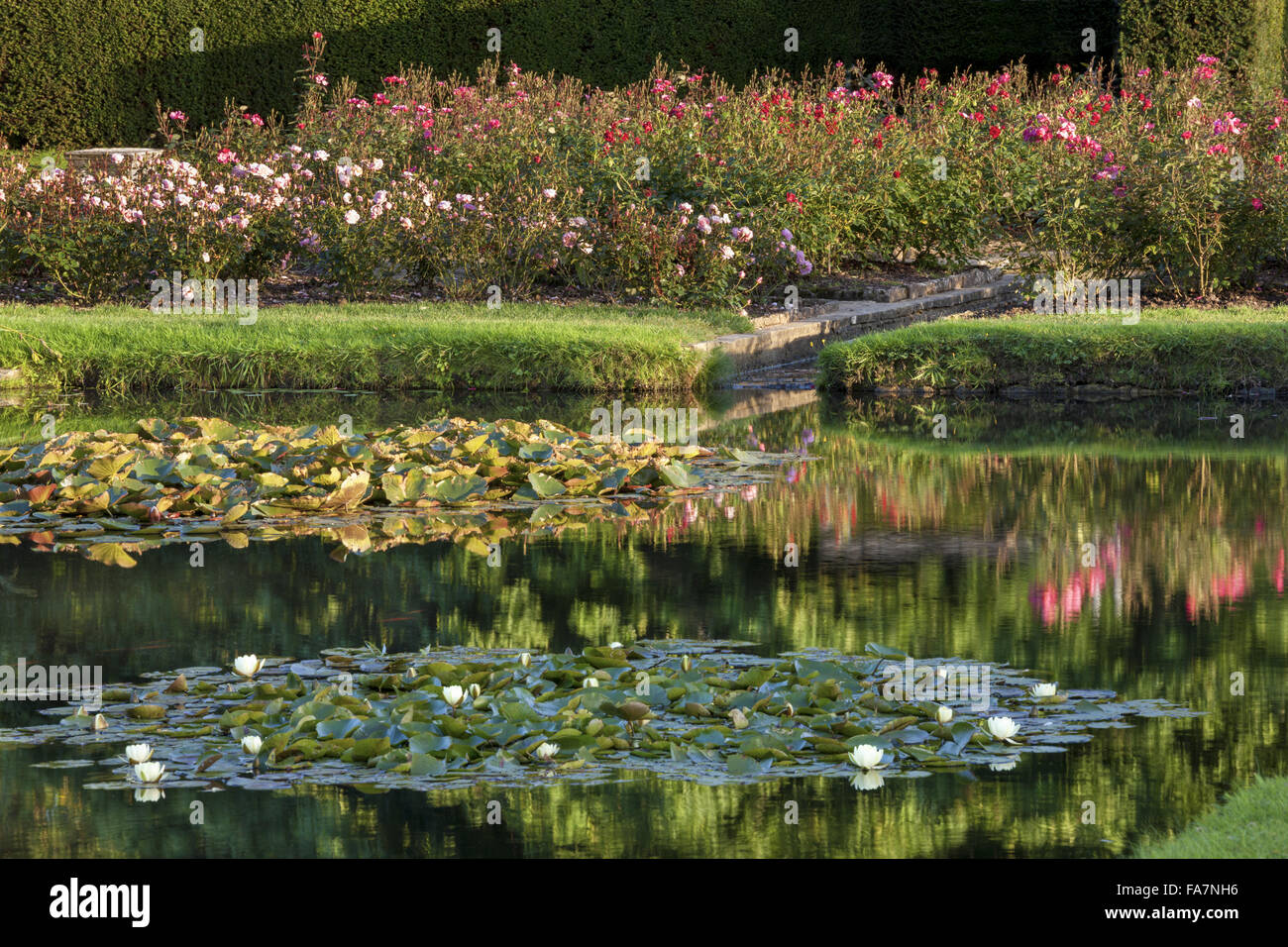 Lily e hi-res stock photography and images - Alamy