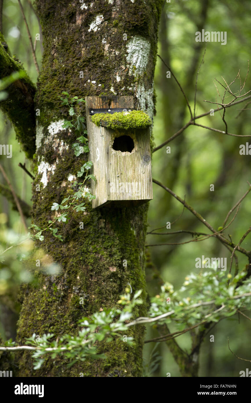 Birdbox in woodland hi-res stock photography and images - Alamy