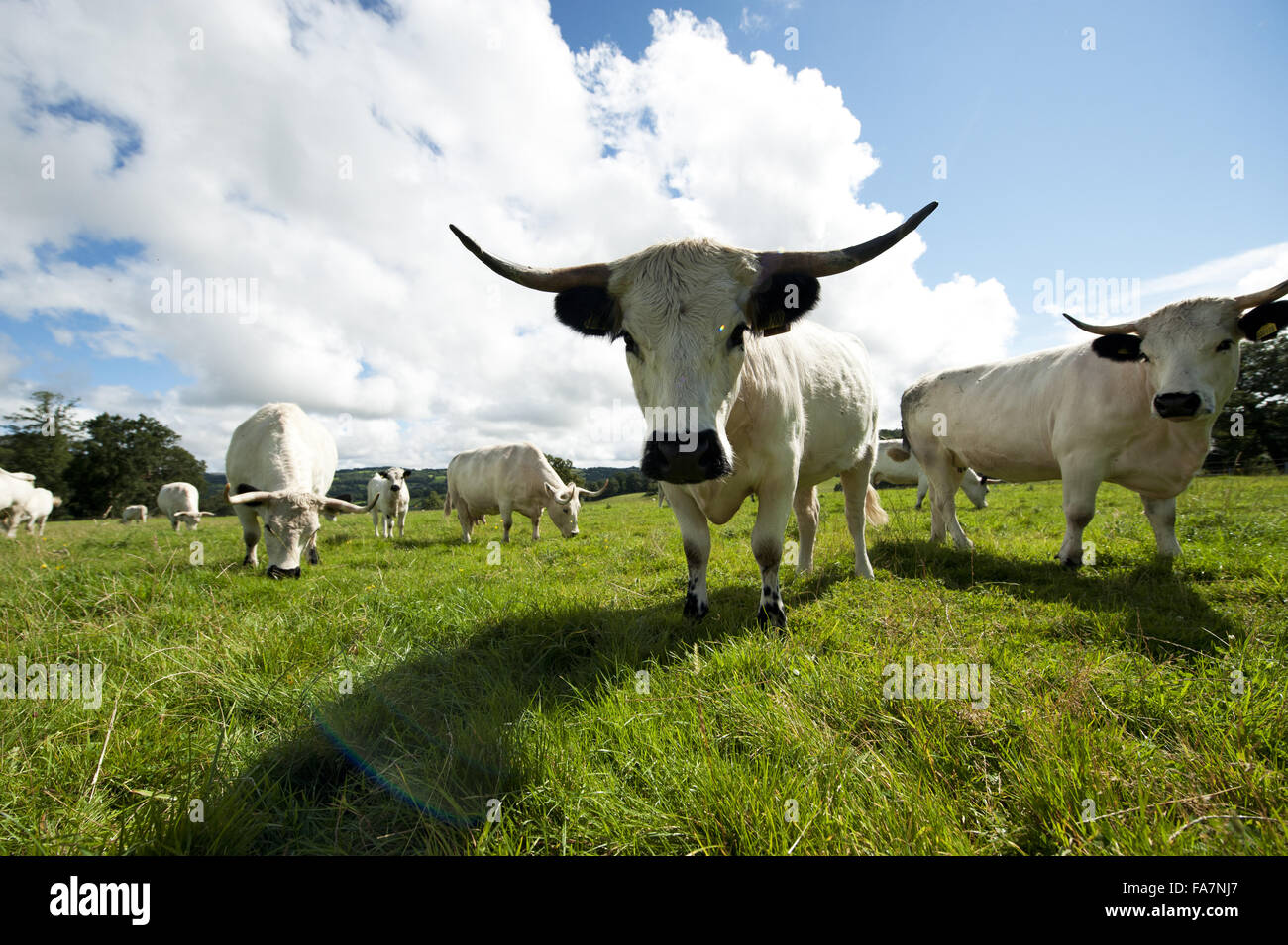 White Park cattle at Dinefwr Park and Castle, Llandeilo ...