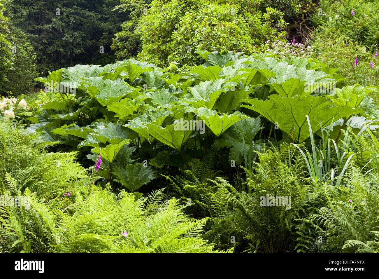 Gunnera and other moisture-loving plants growing in Killtime ravine in ...