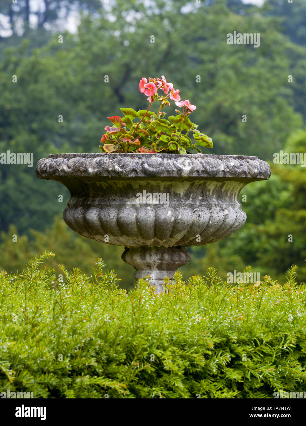 Dutch cheshire hi-res stock photography and images - Alamy