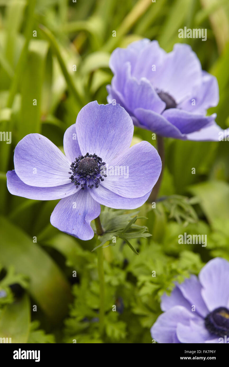 Anemones garden uk hi-res stock photography and images - Alamy