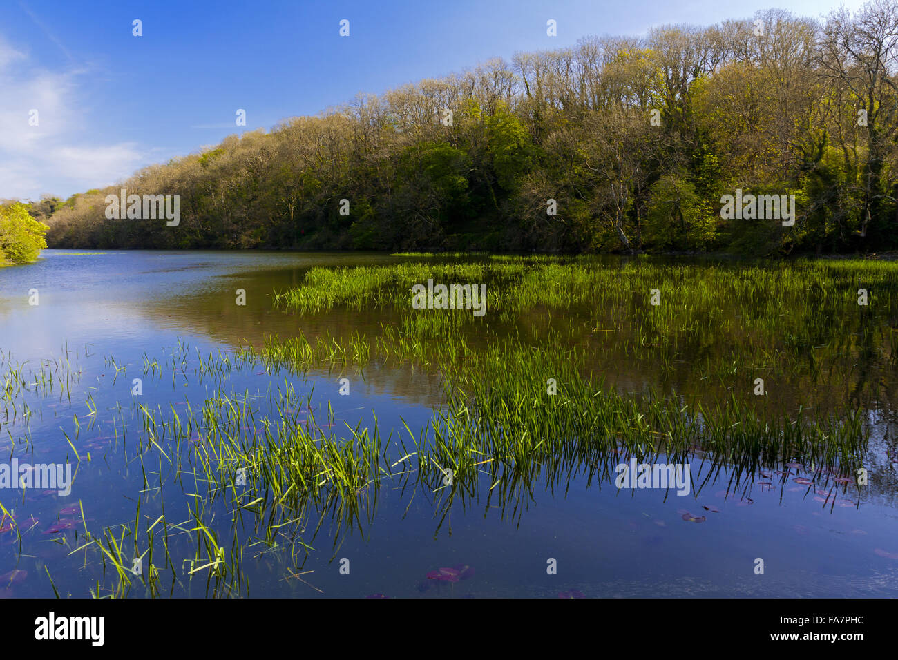 Bosherston lakes hi-res stock photography and images - Alamy
