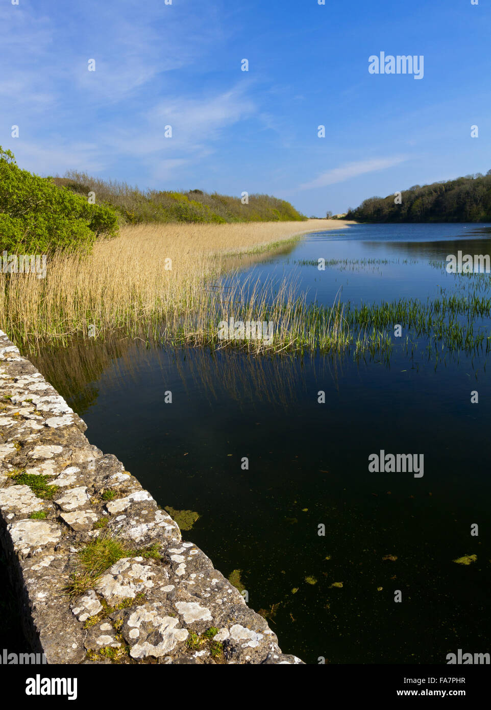 View across Bosherston Lily Pond from Grassy Bridge at Stackpole ...