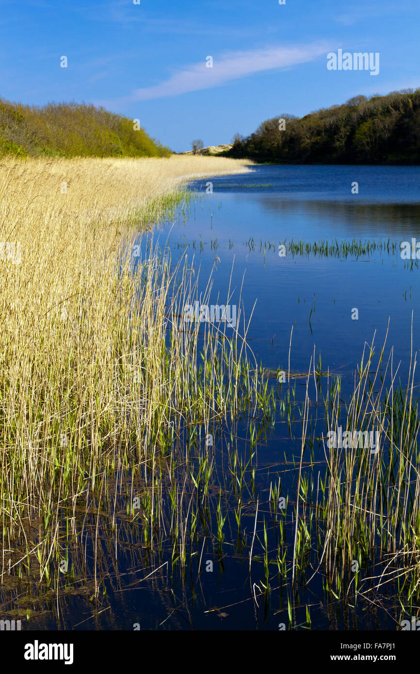 View across Bosherston Lily Pond from Grassy Bridge at Stackpole ...
