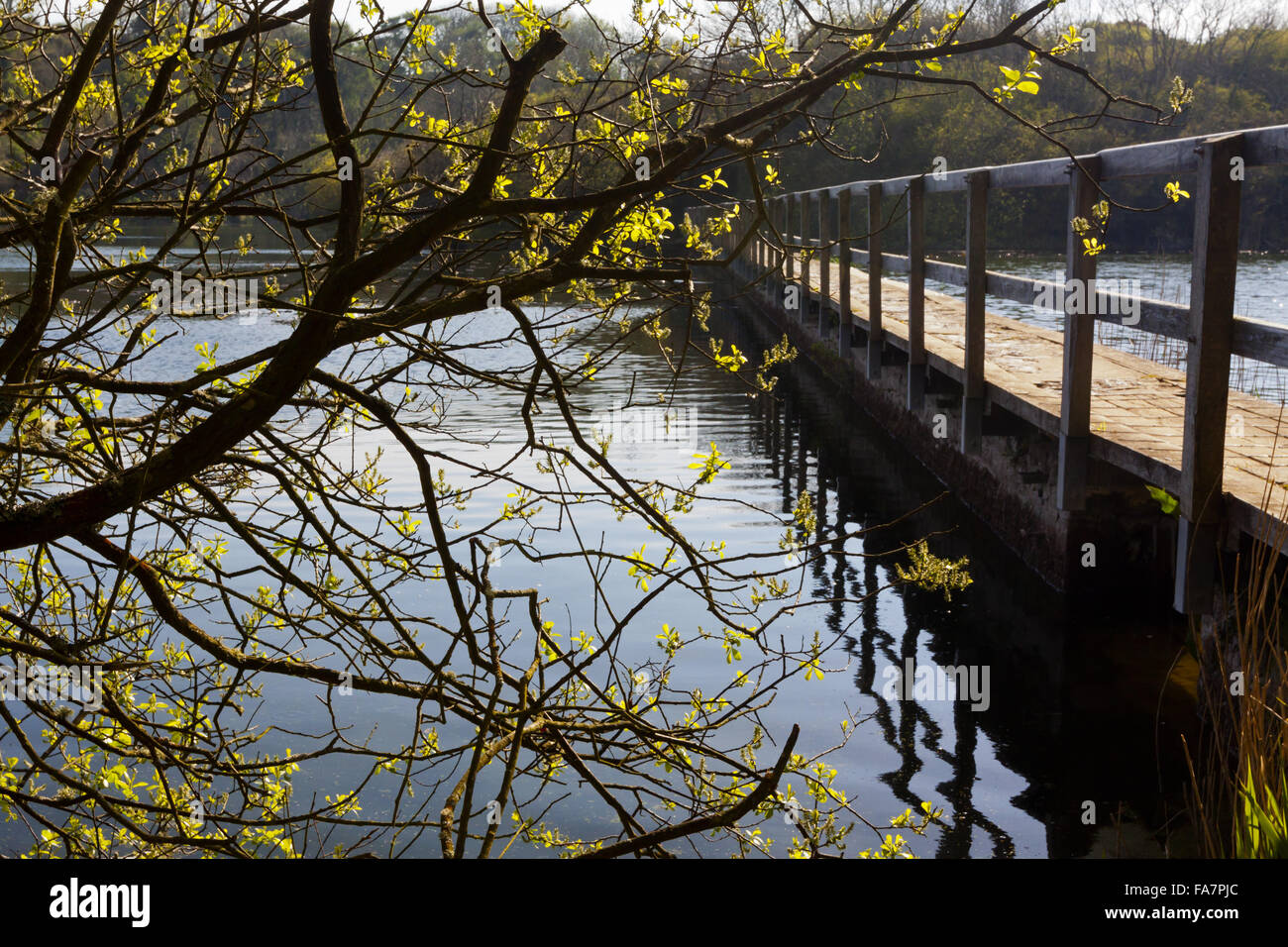 Wooden bridge over Bosherston Lily Pond at Stackpole, Pembrokeshire ...