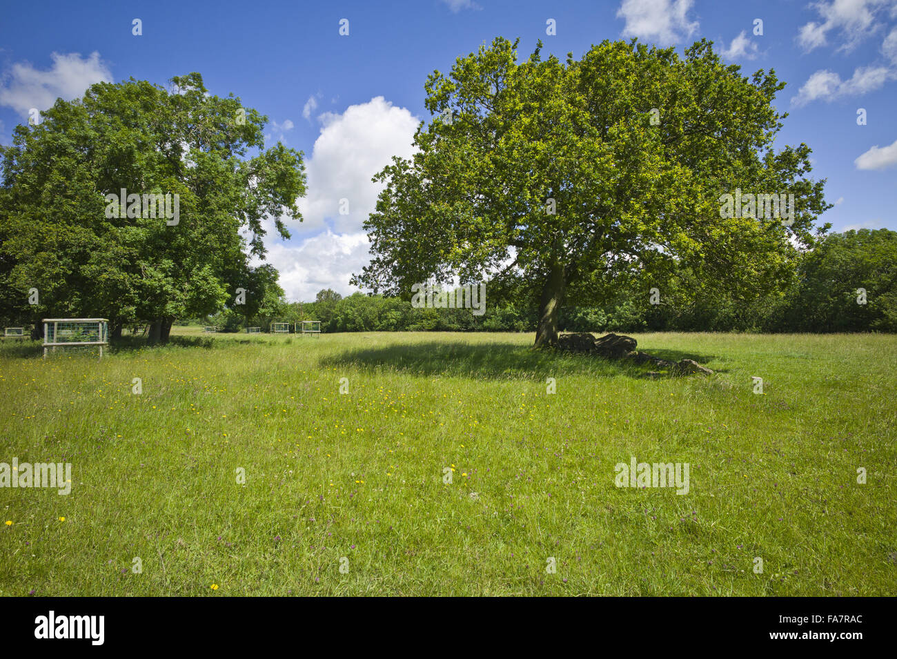 Bushey Norwood on the Bath Skyline walk, Somerset. The Bath Skyline ...