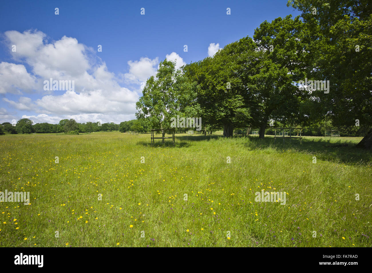 Bushey Norwood on the Bath Skyline walk, Somerset. The Bath Skyline ...