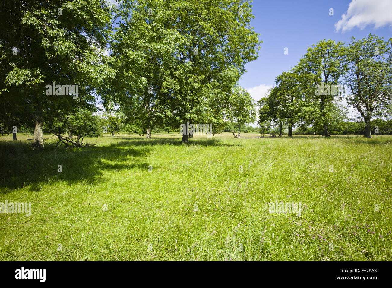 Bushey Norwood on the Bath Skyline walk, Somerset. The Bath Skyline ...