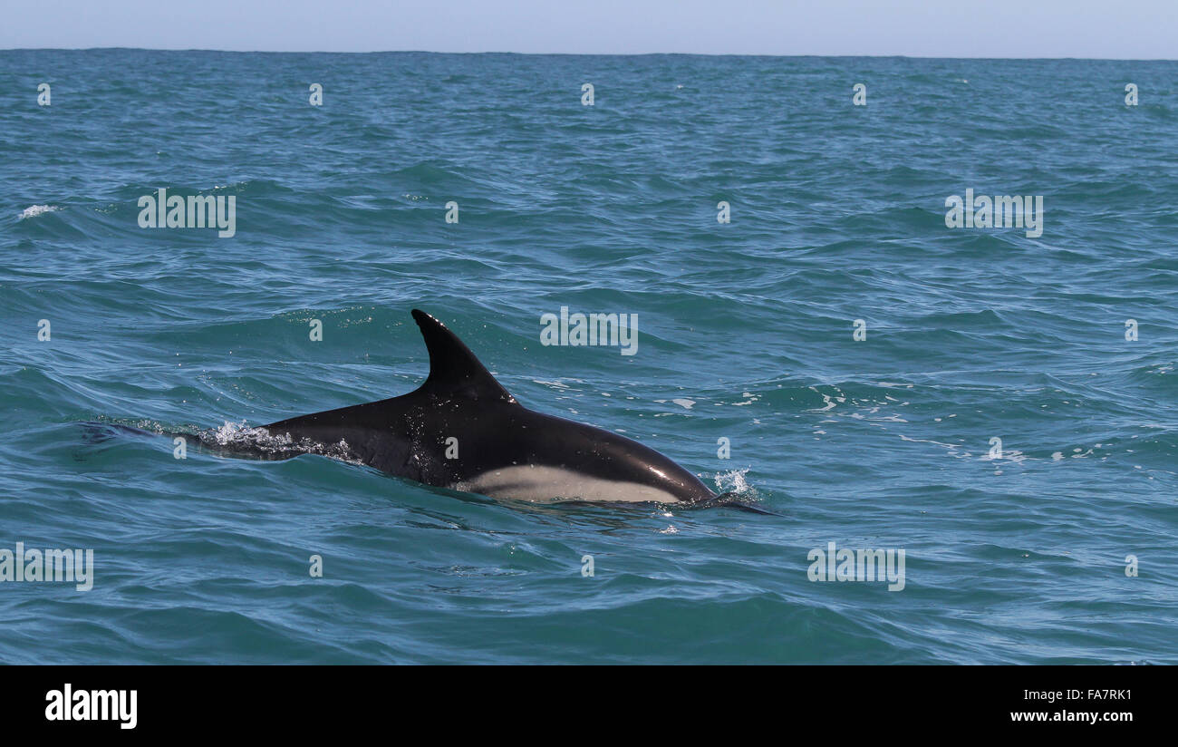 Cork dolphin hi-res stock photography and images - Alamy