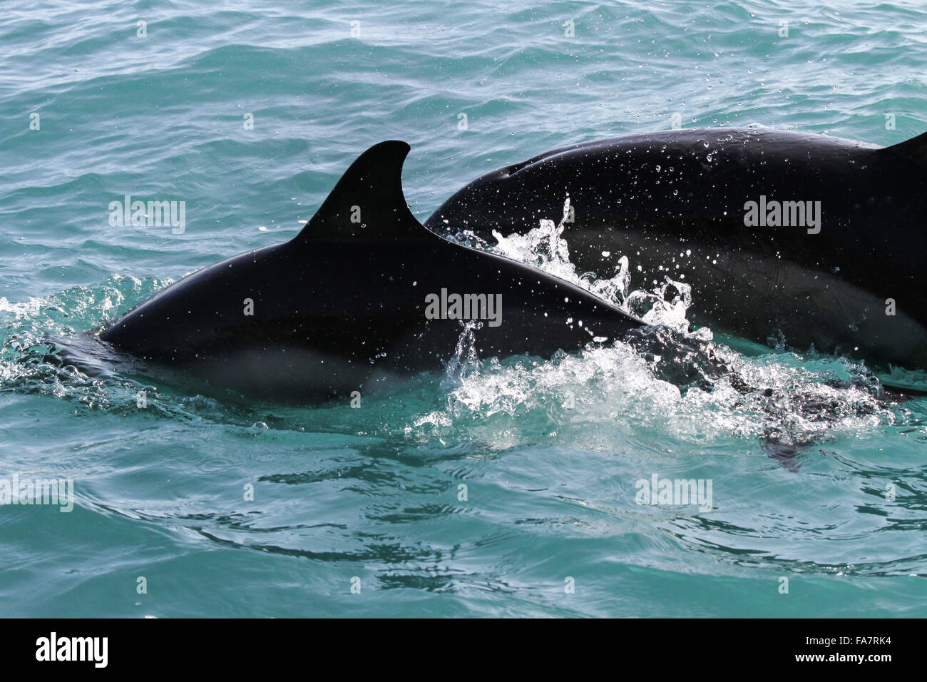 Dolphins in the Atlantic Ocean off Baltimore, County Cork, Ireland ...