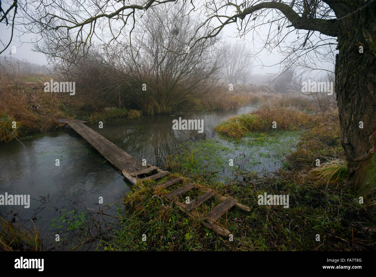 Early winter forest landscape Stock Photo - Alamy