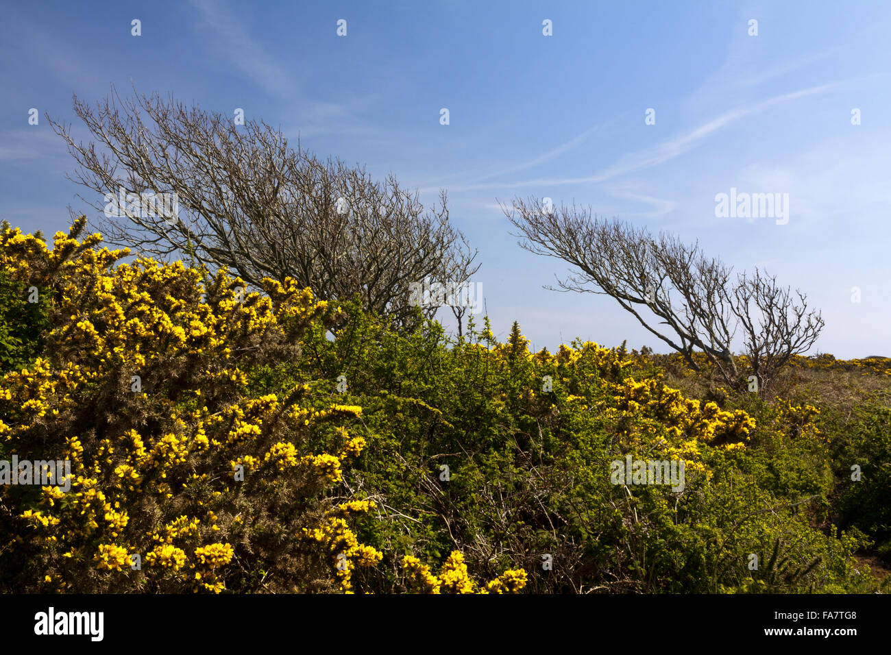 Gorse on cliffs at Lydstep Headland in Pembrokeshire, Wales Stock Photo ...