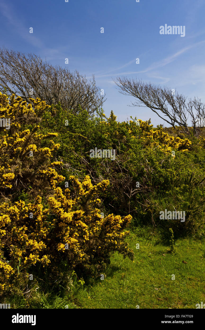 Gorse on cliffs at Lydstep Headland in Pembrokeshire, Wales Stock Photo ...