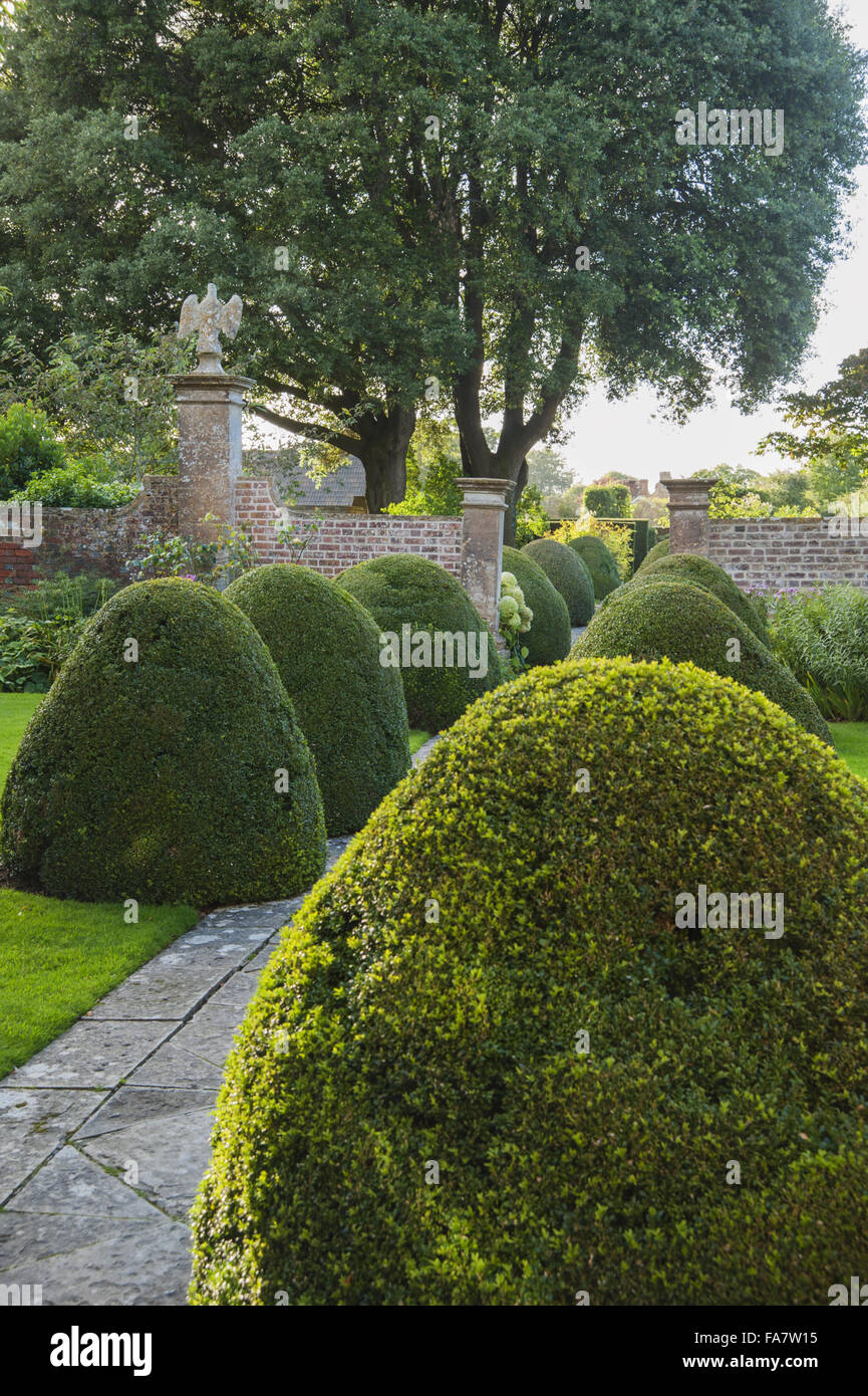 Quercus ilex holm oak topiary hi-res stock photography and images - Alamy