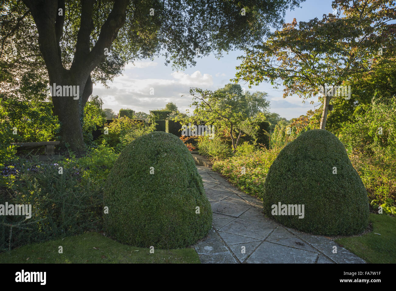 Quercus ilex holm oak topiary hi-res stock photography and images - Alamy