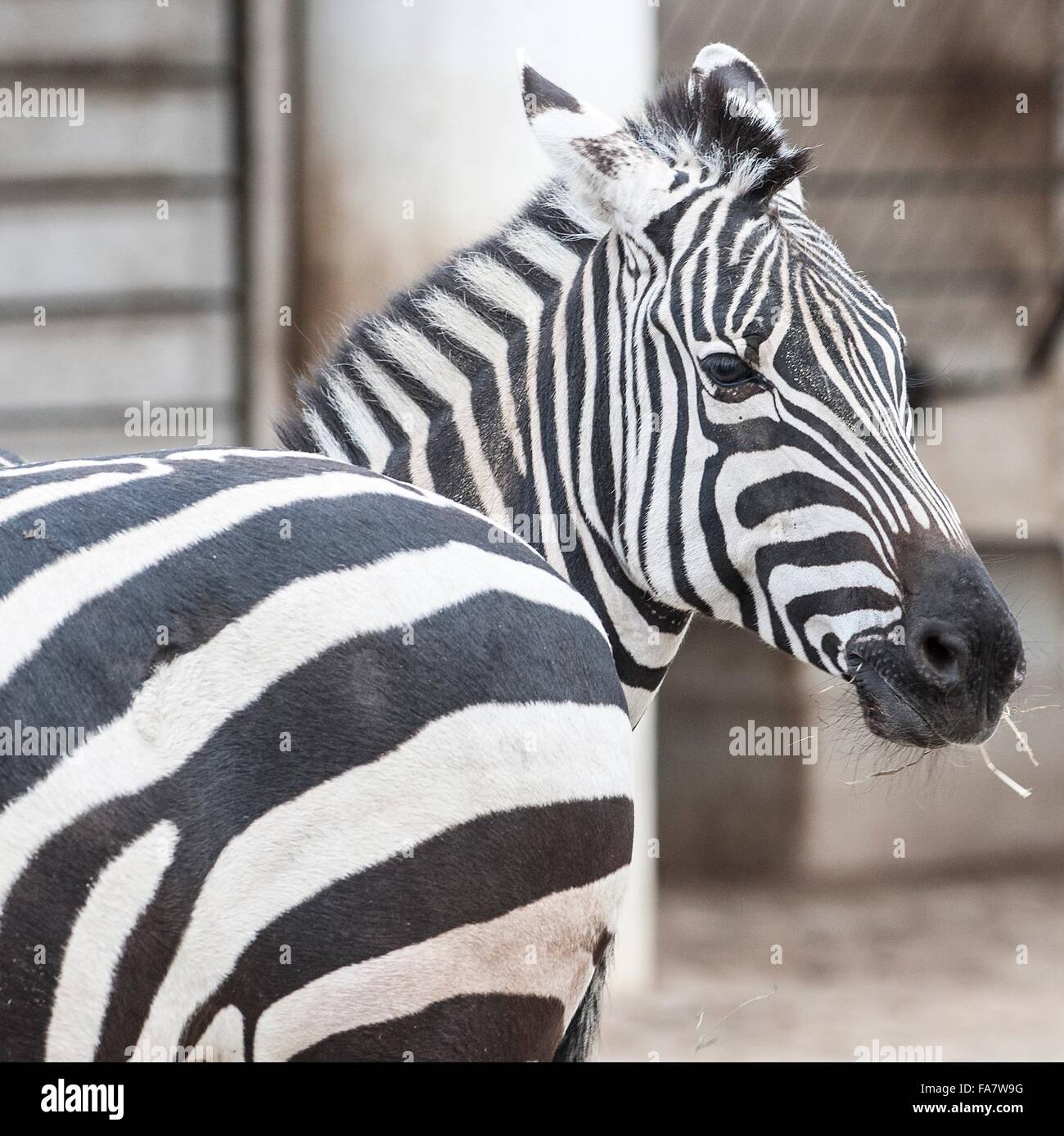 Berlin zoo zebra hi-res stock photography and images - Alamy