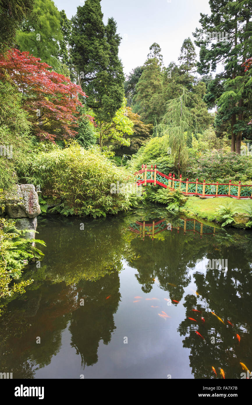 Koi carp swim in the exotic China themed area of Biddulph Grange ...